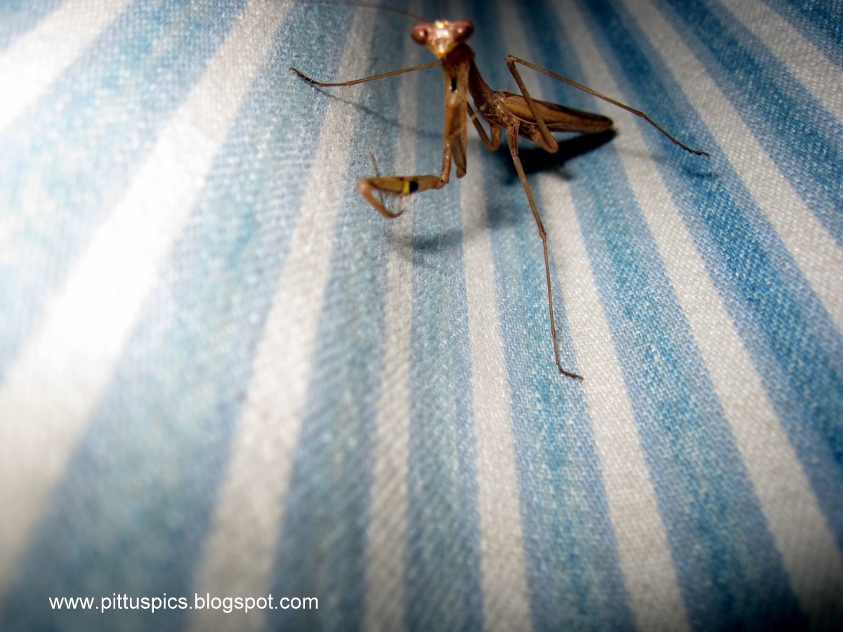 Pritham D'Souza Photography: Claw D the Friendly Praying Mantis